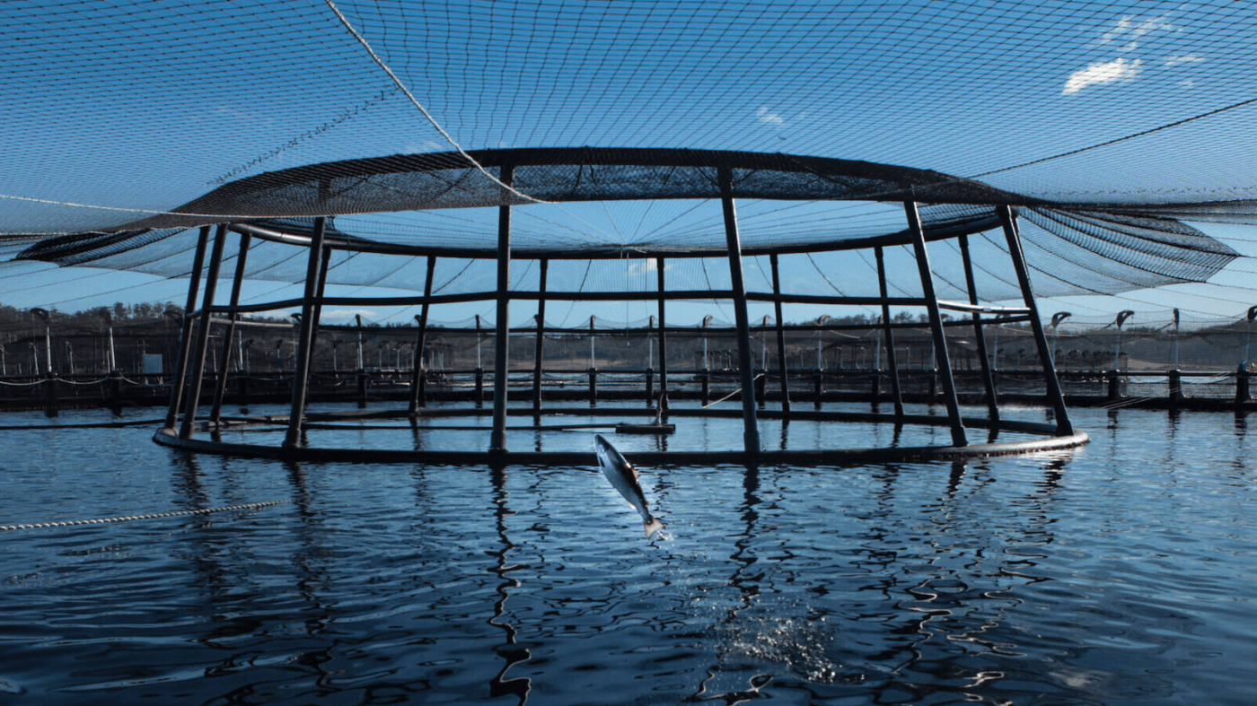 Salmon Tasmania slapped by Ad Standards for false environmental claims ...